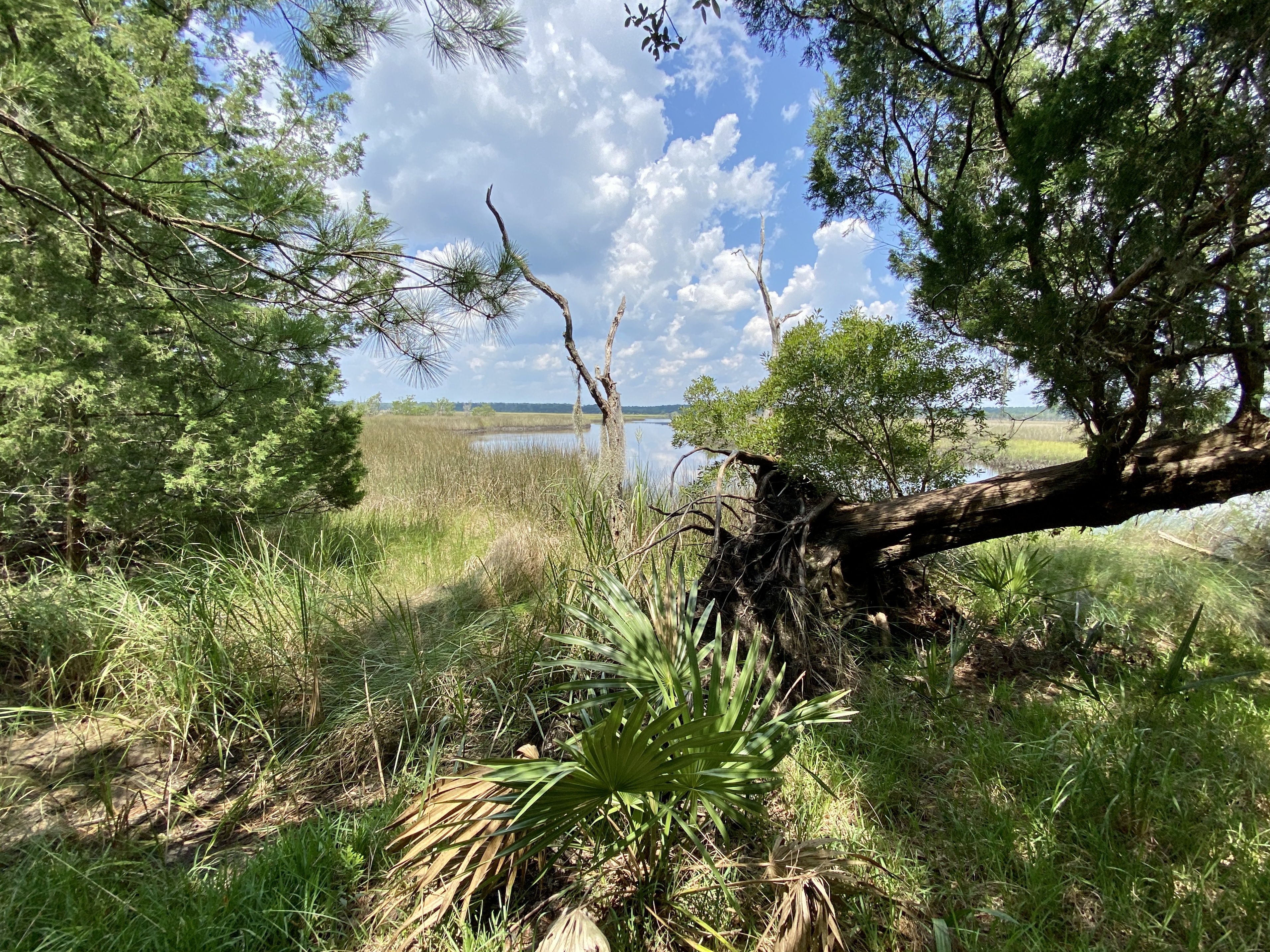 Charleston County Greenbelt Funding Earmarked for Conservation: $8.5 ...