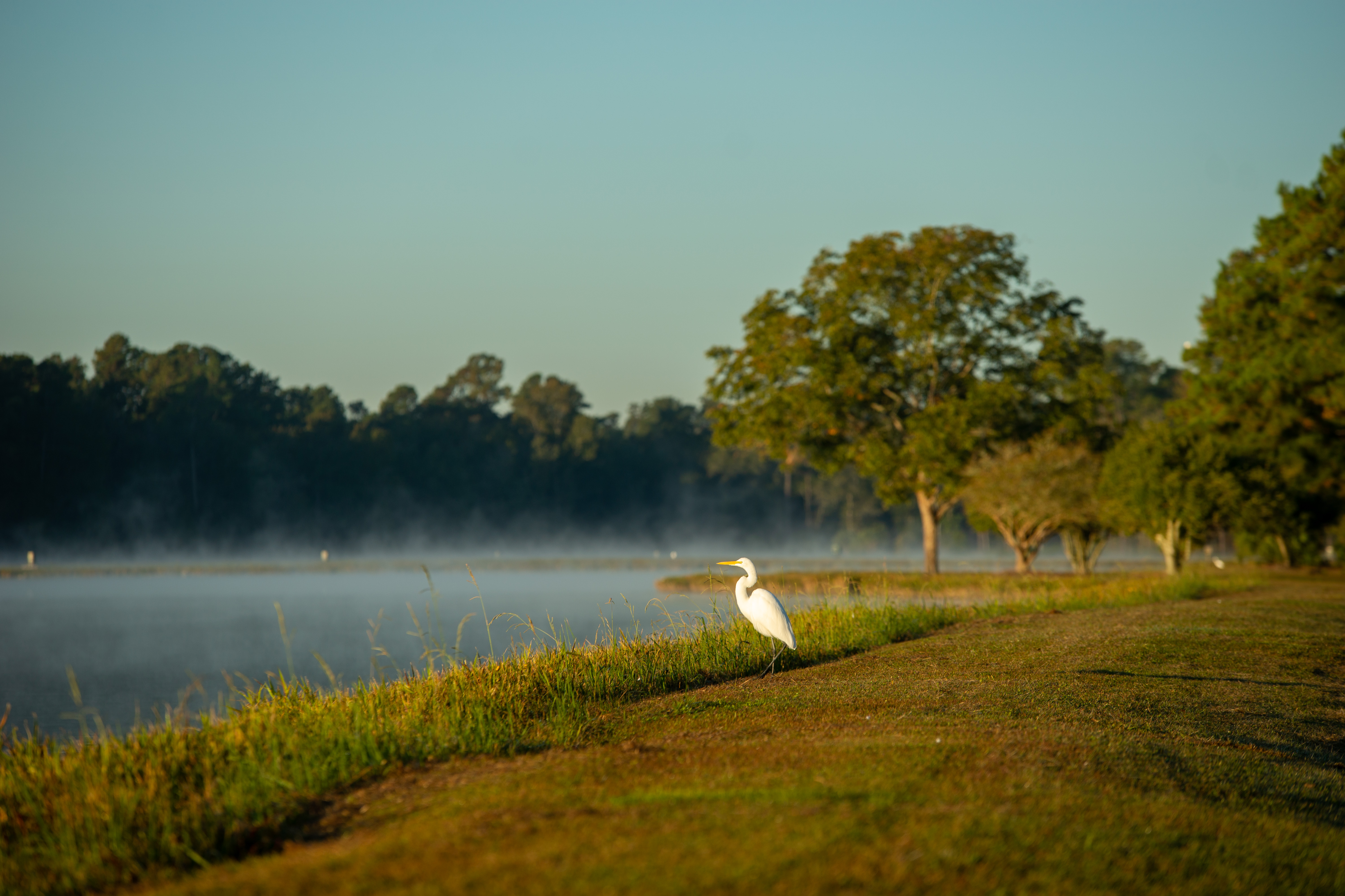 Eyes on the Skies: How Lowcountry Land Trust Preserves and Protects ...