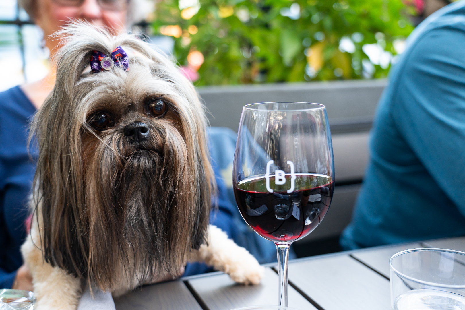 Paws on the Patio | Charleston Grit - Charleston, SC
