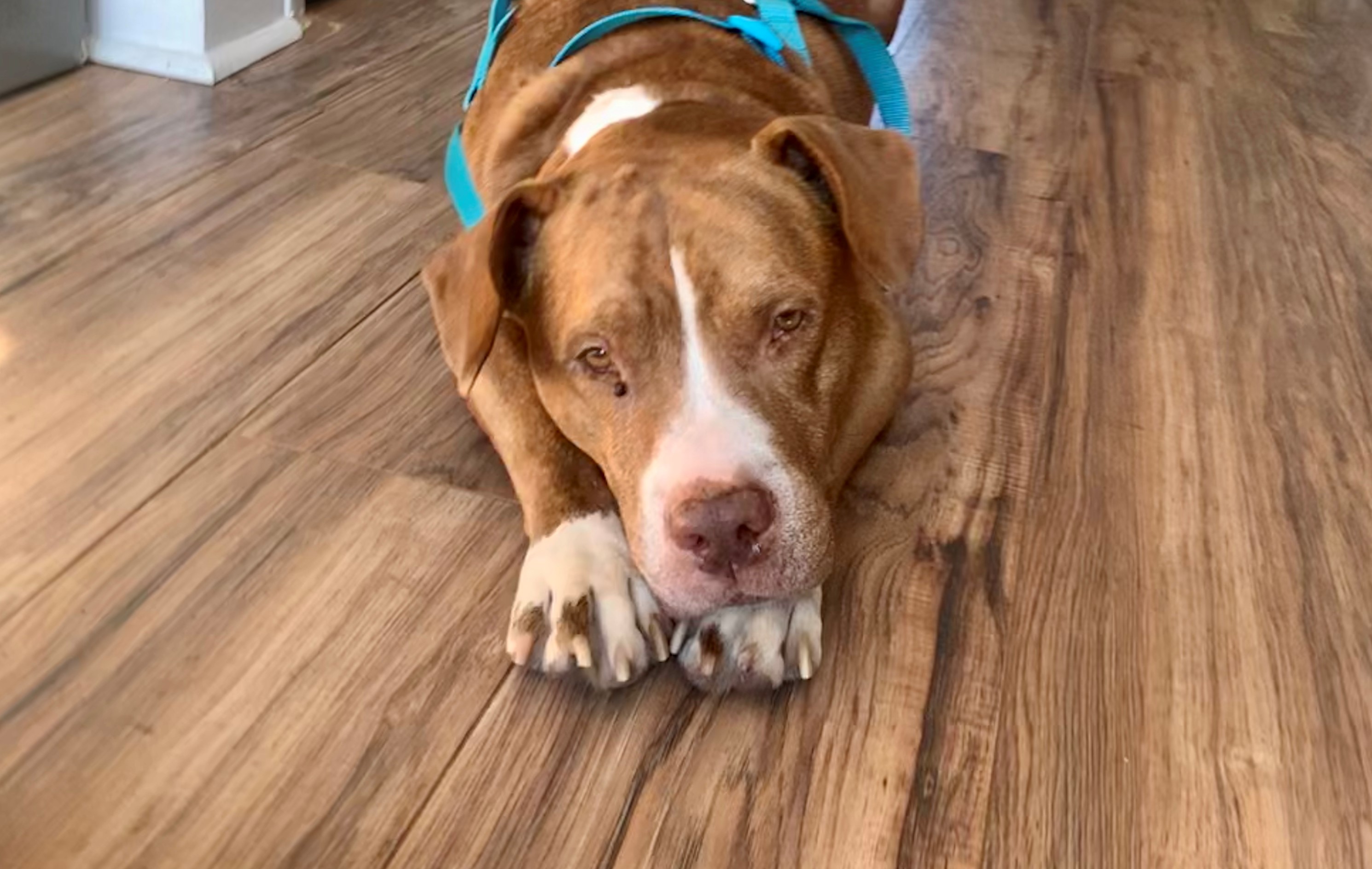 Everything you need to know about fostering with Pet Helpers: The ...