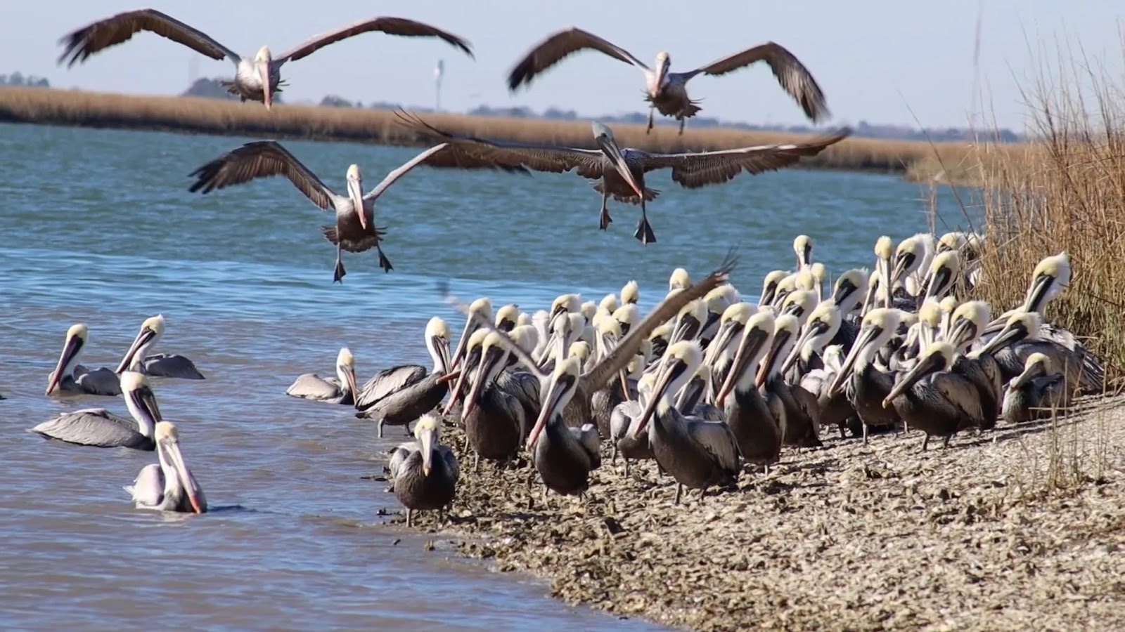 Barrier Island EcoTours to Host New Birding Excursion | Charleston Grit ...