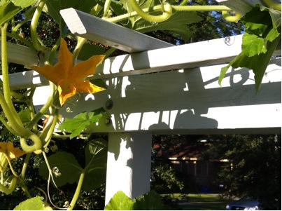 A Squash for All Seasons: If you don't have Zucchetta Tromboncino in ...