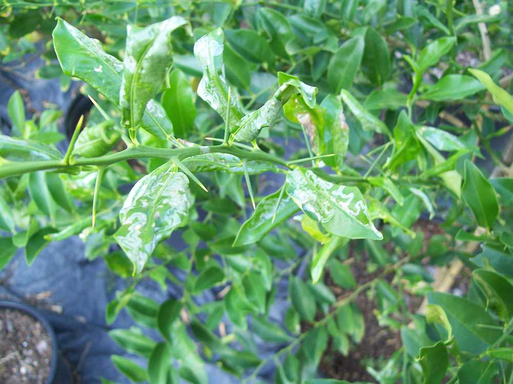 The Moth That's Killing Your Citrus: Does your citrus plant look like ...